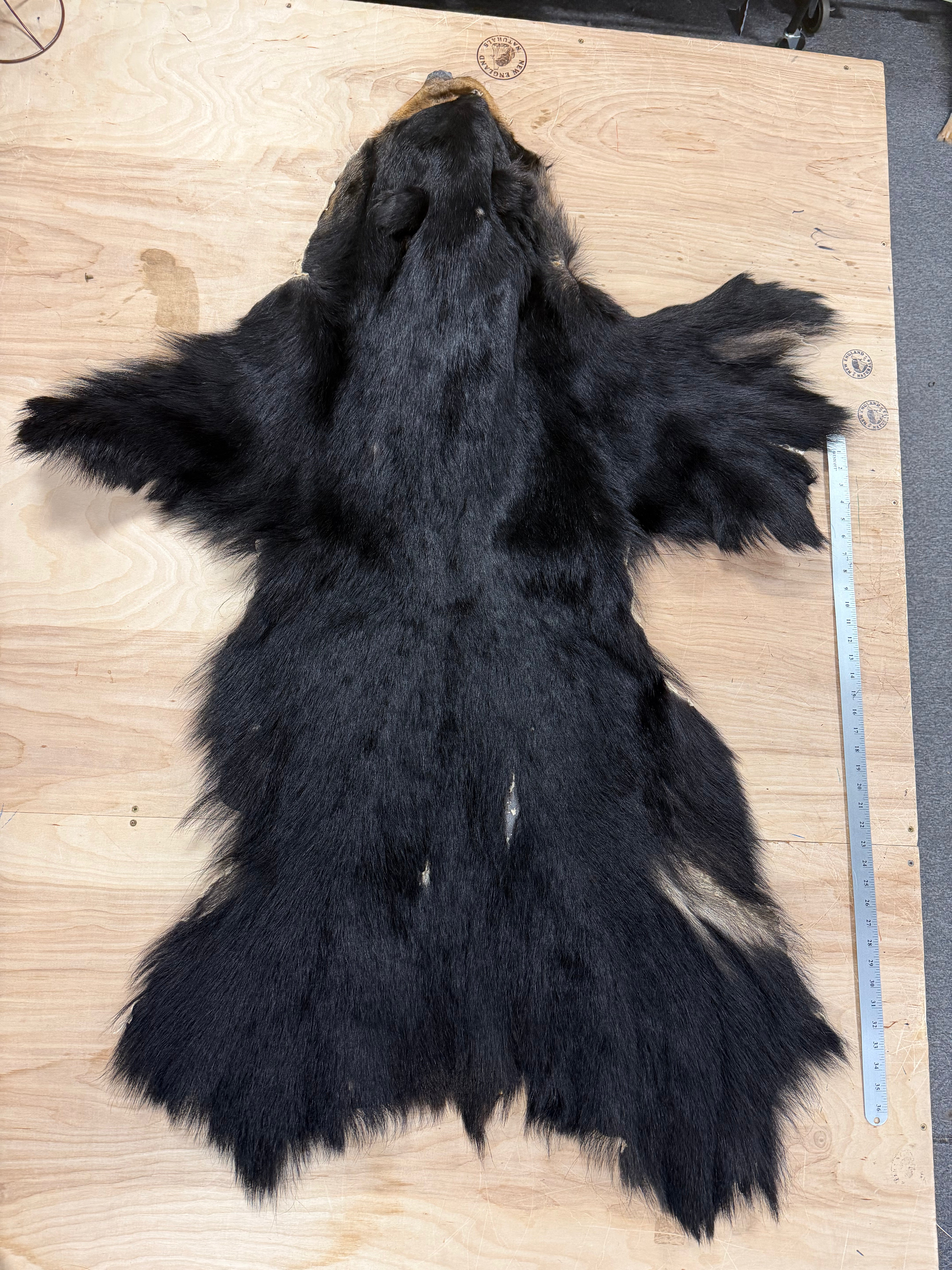 Black Bear Pelt - Grade 2 – New England Naturals